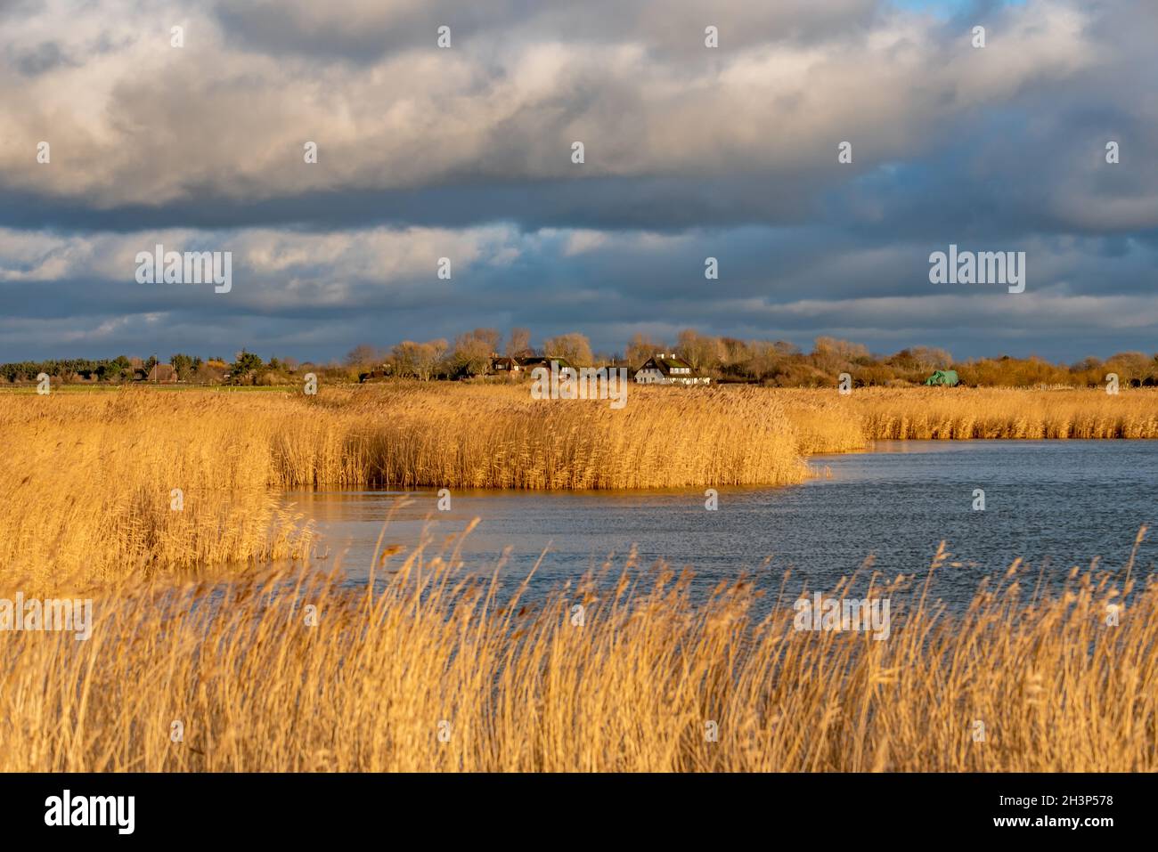 Reed fields hi-res stock photography and images - Alamy