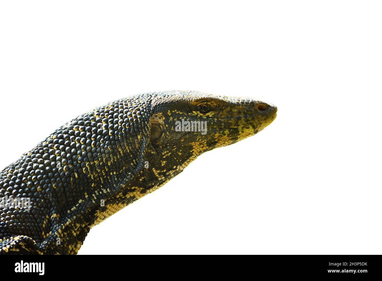Asian water monitor portrait Stock Photo - Alamy