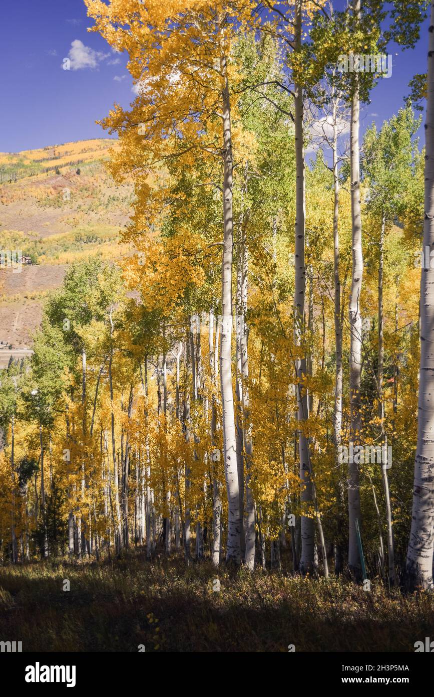 Fall foliage on Vail Mountain in Vail, Colorado Stock Photo - Alamy