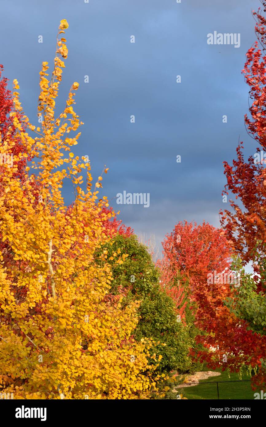Gold fall colors hi-res stock photography and images - Alamy