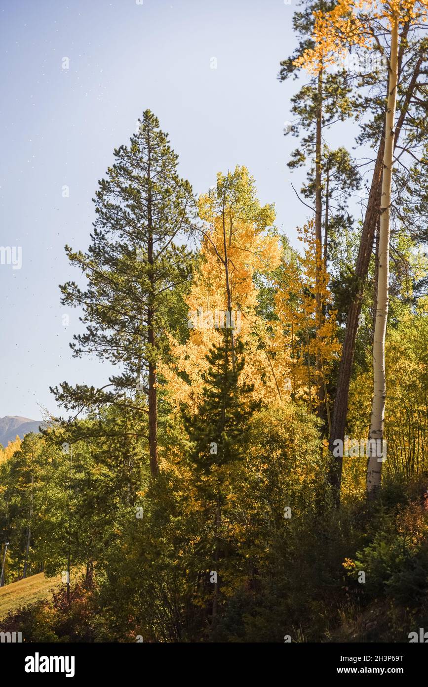 Fall foliage on Vail Mountain in Vail, Colorado Stock Photo - Alamy