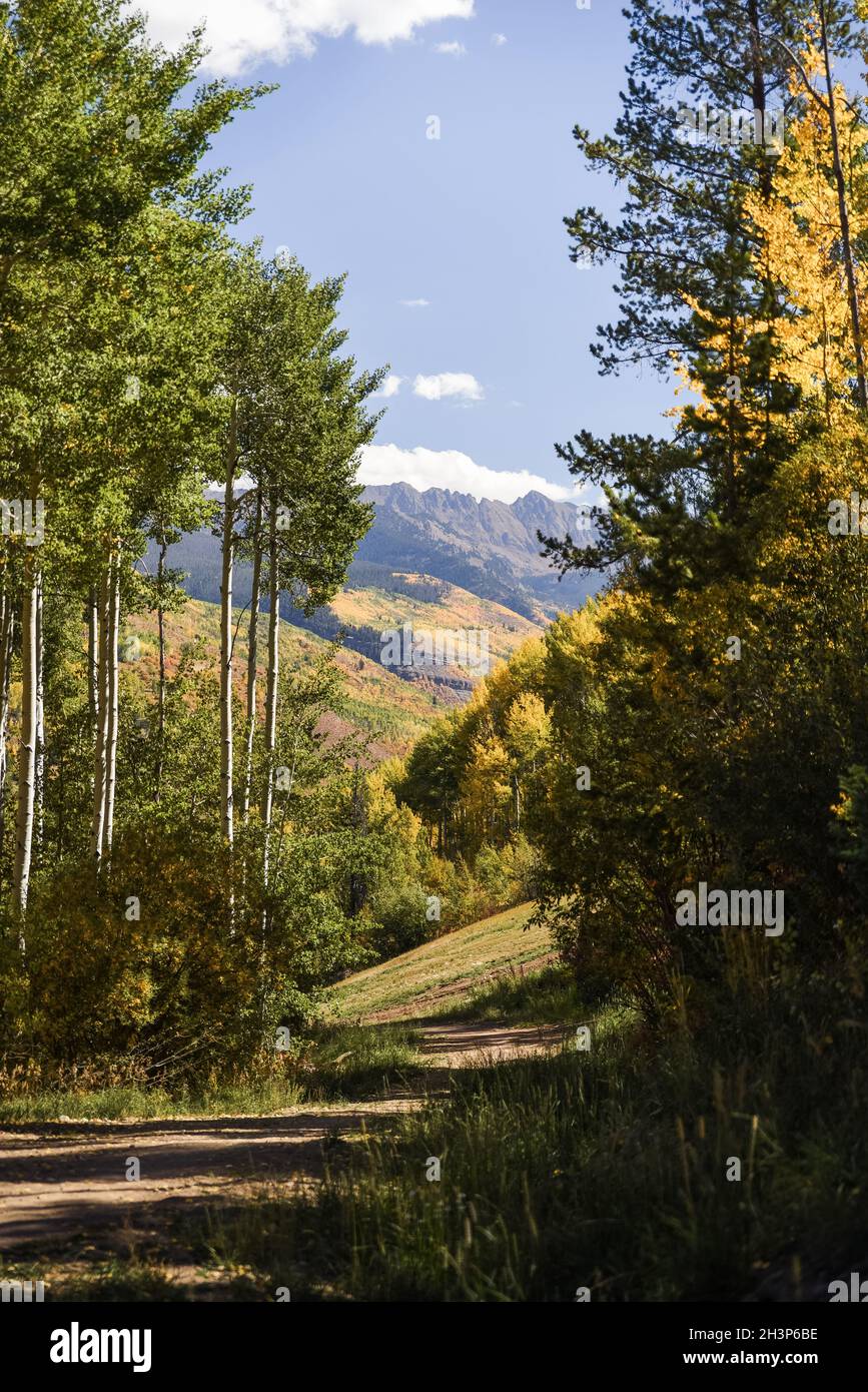 Fall foliage on Vail Mountain in Vail, Colorado Stock Photo - Alamy