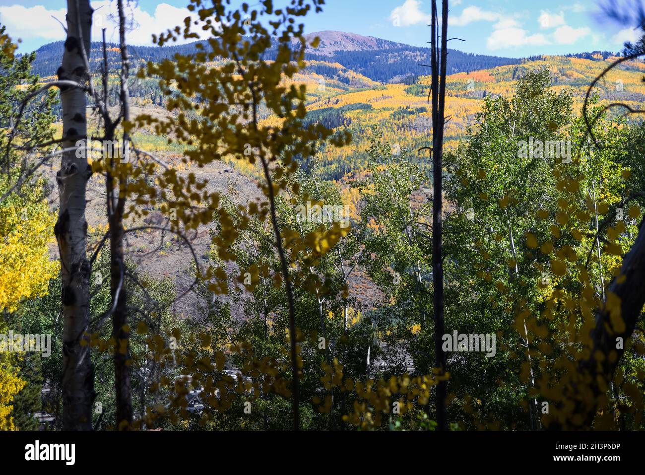Fall foliage on Vail Mountain in Vail, Colorado Stock Photo - Alamy