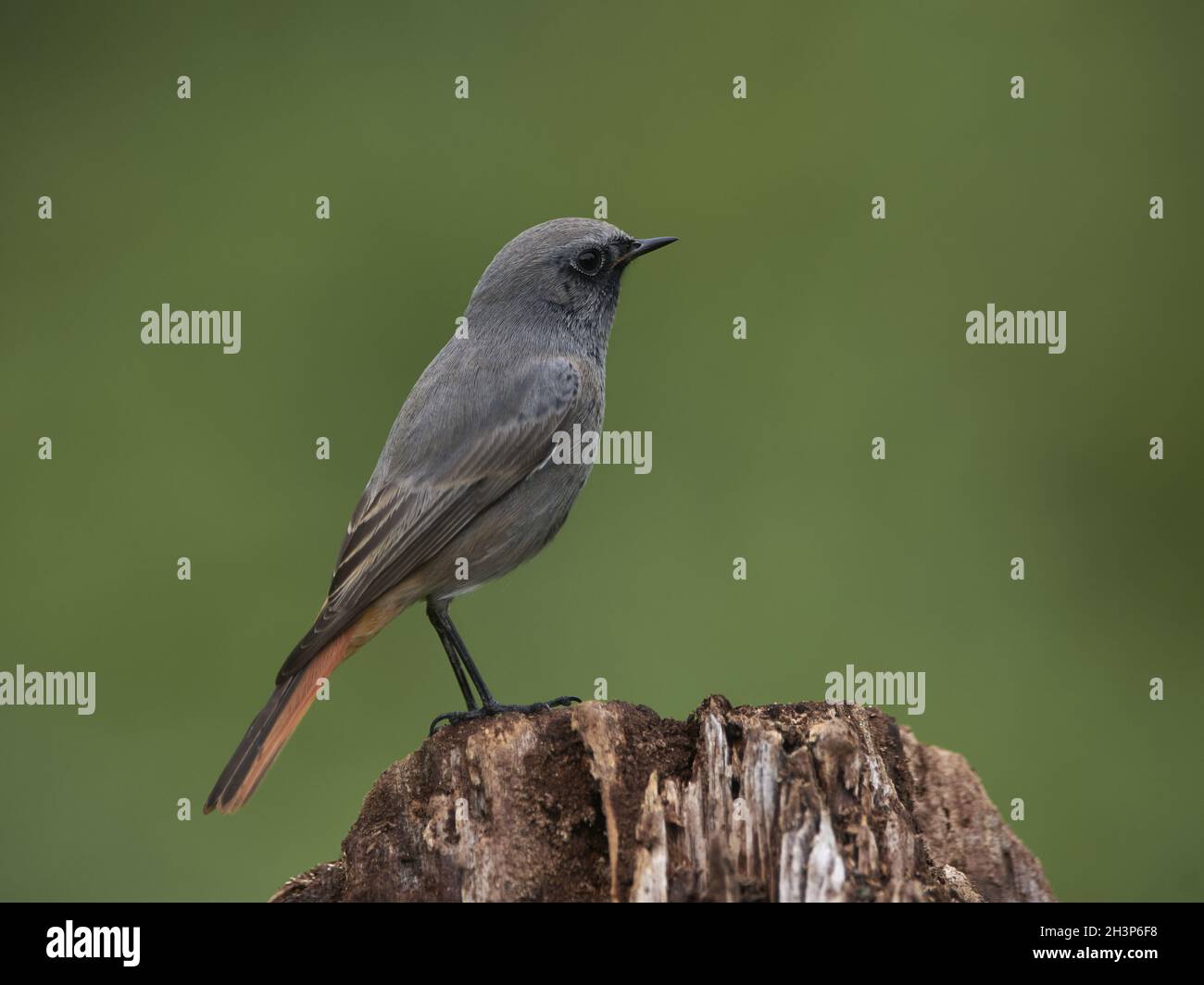 Breeding redstart hi-res stock photography and images - Alamy