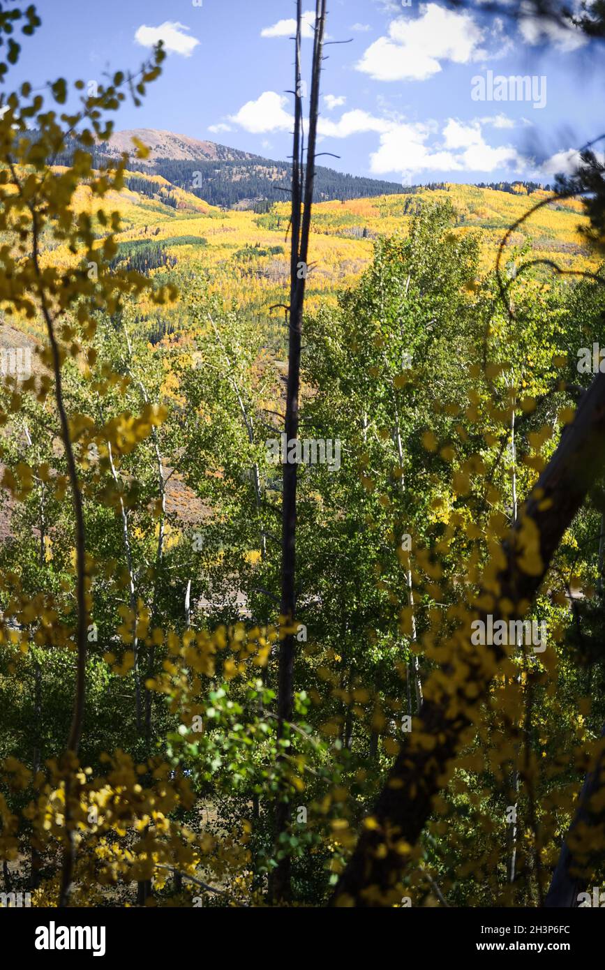 Fall foliage on Vail Mountain in Vail, Colorado Stock Photo - Alamy