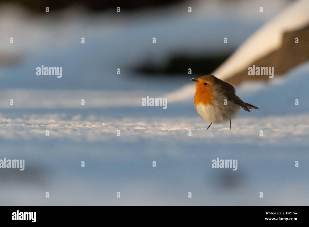 Selective focus shot of robin bird on sn Stock Photo - Alamy