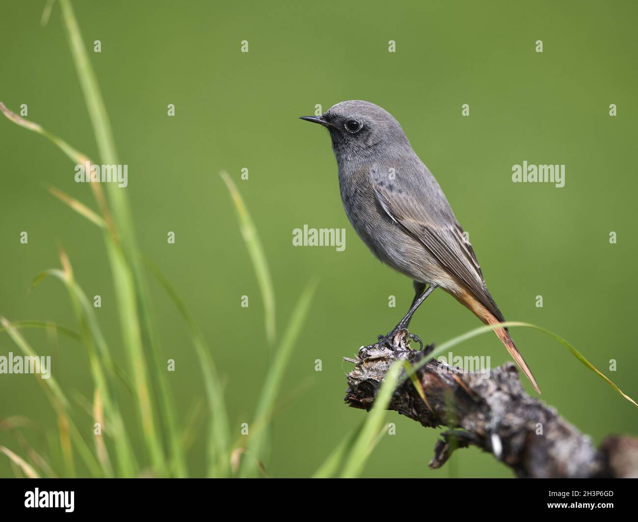Breeding redstart hi-res stock photography and images - Alamy