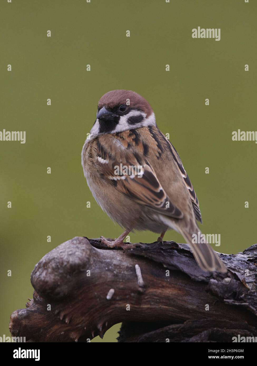 Eurasian Tree Sparrow Stock Photo - Alamy
