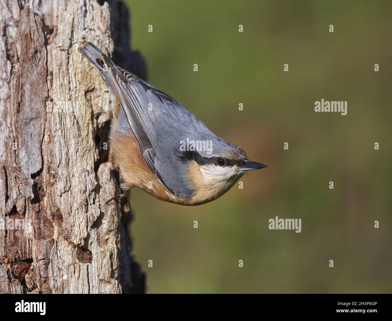 Eurasian common nuthatch bird hi-res stock photography and images - Alamy