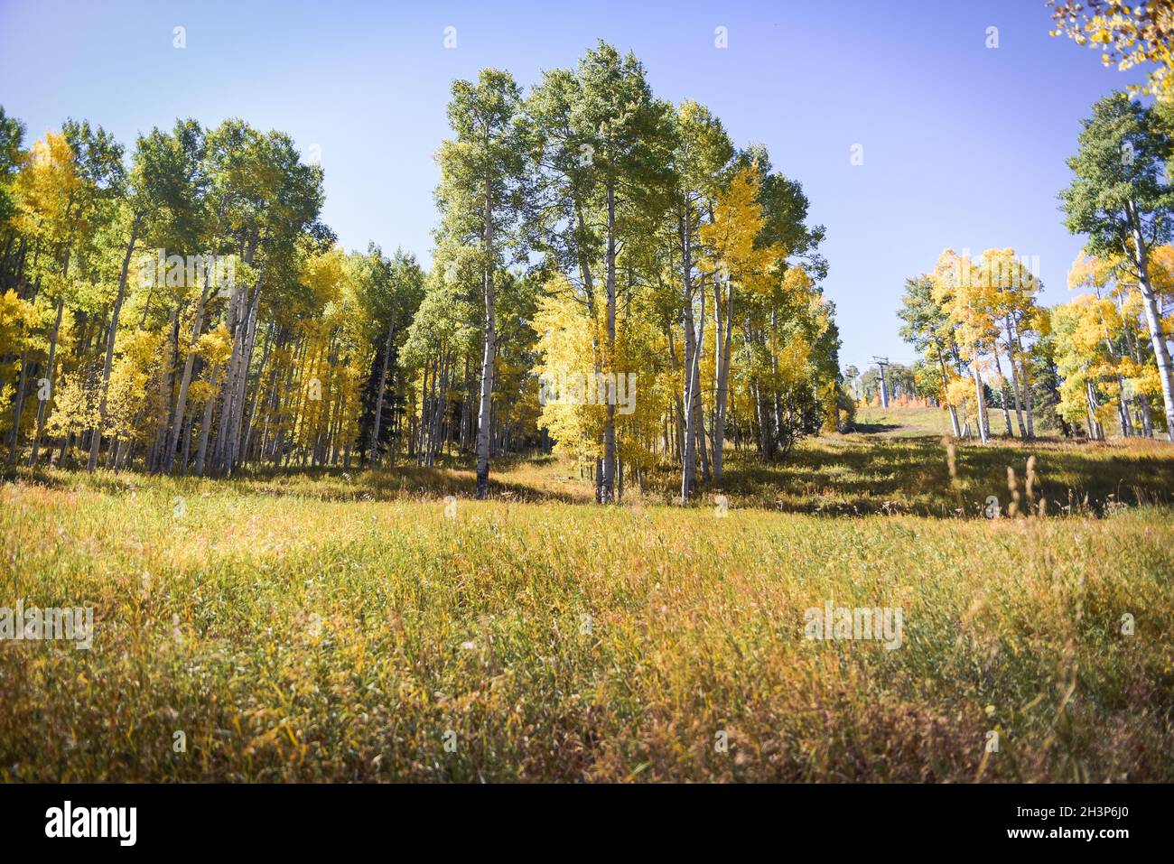 Fall foliage on Vail Mountain in Vail, Colorado Stock Photo - Alamy