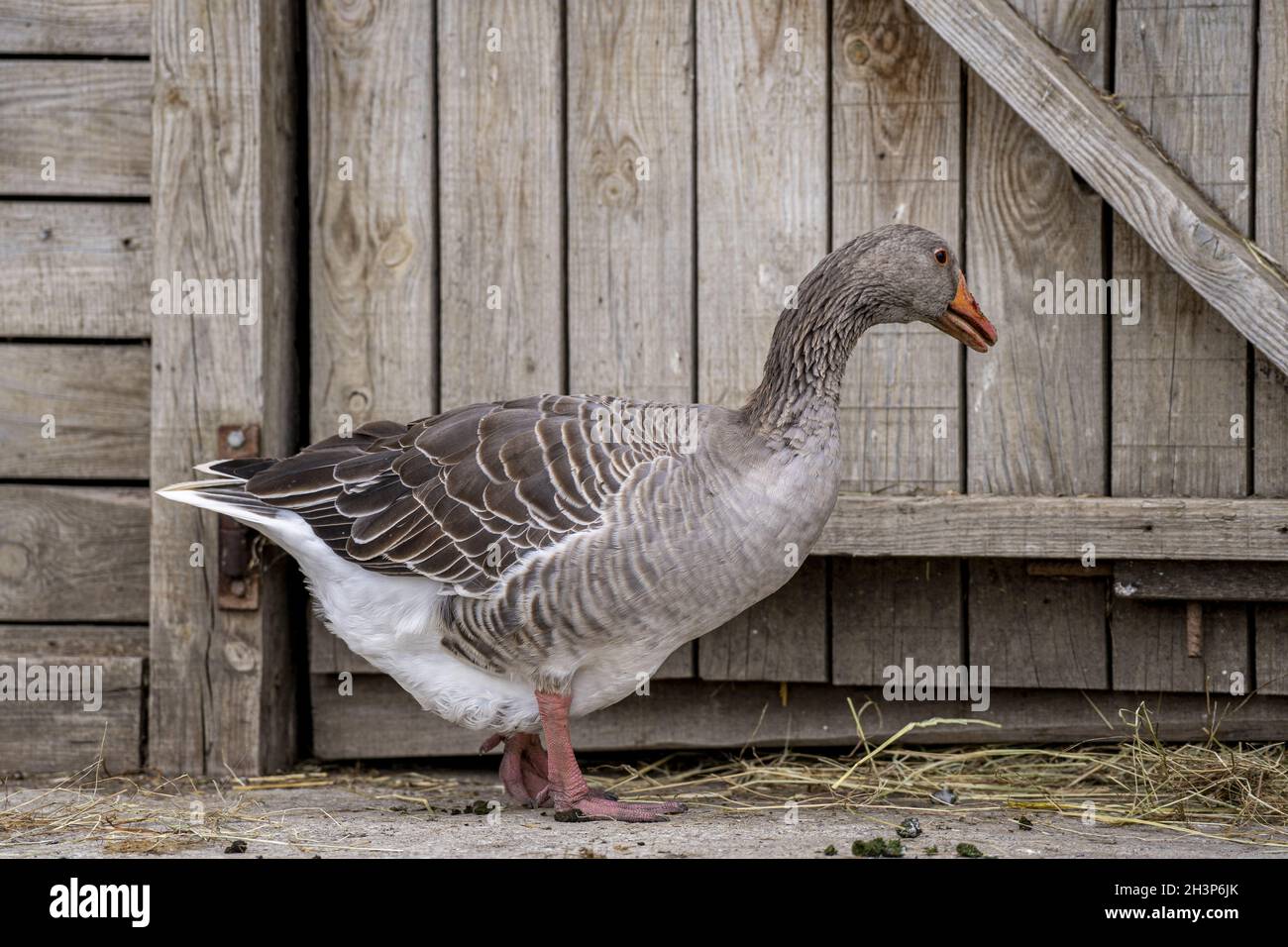 Adorable grown-up goose standing in front of the wooden door in the ...