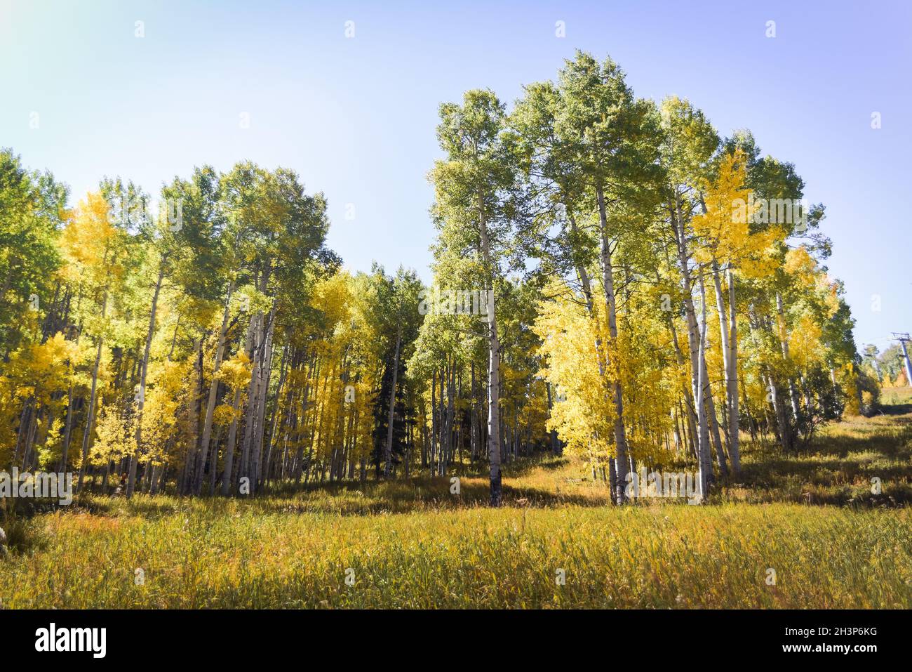 Fall foliage on Vail Mountain in Vail, Colorado Stock Photo - Alamy