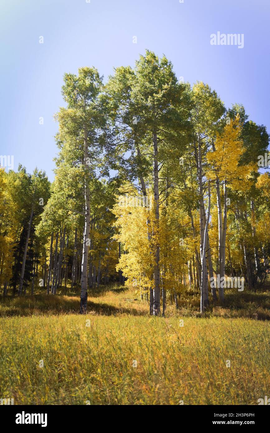 Fall foliage on Vail Mountain in Vail, Colorado Stock Photo - Alamy
