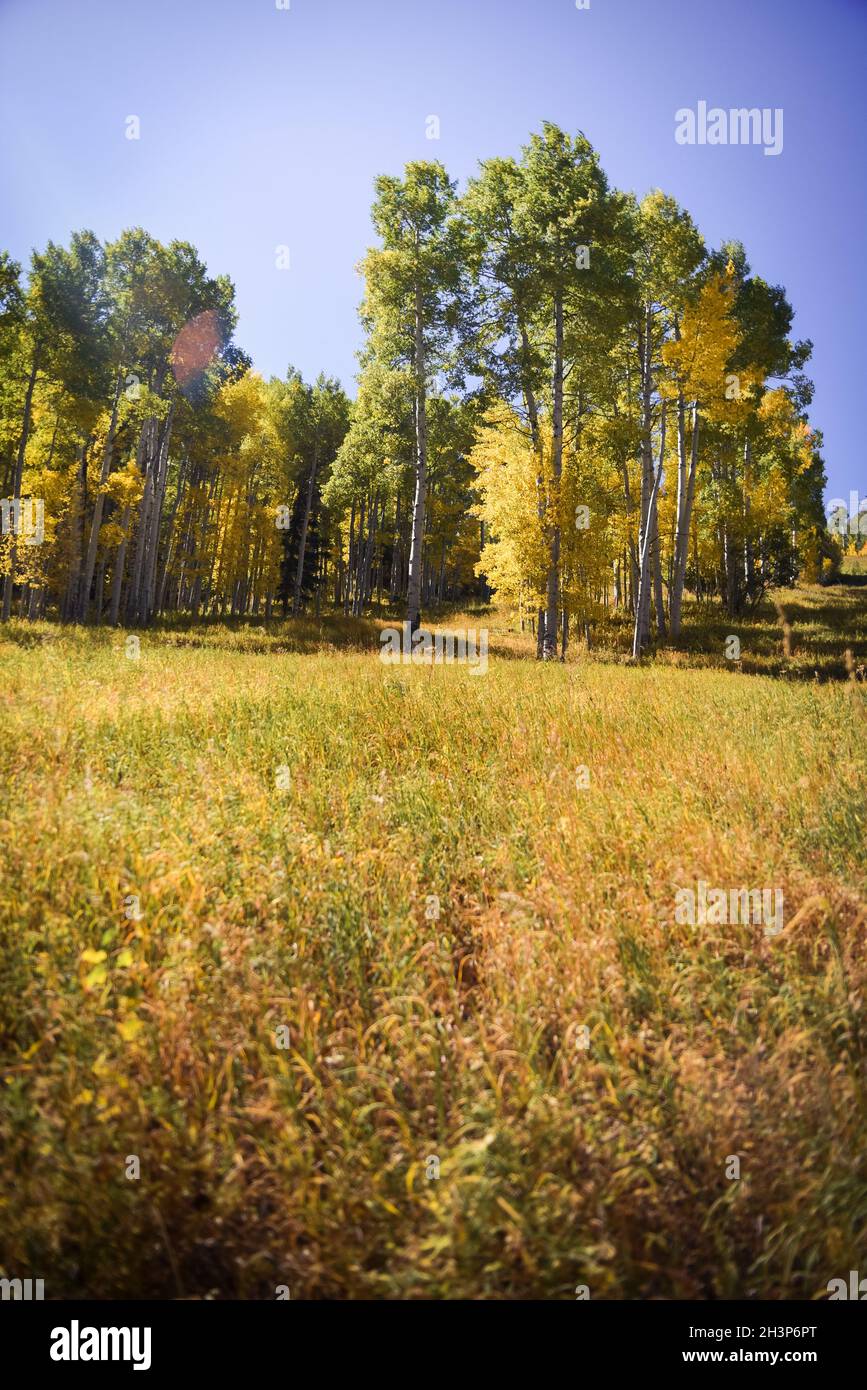 Fall foliage on Vail Mountain in Vail, Colorado Stock Photo - Alamy