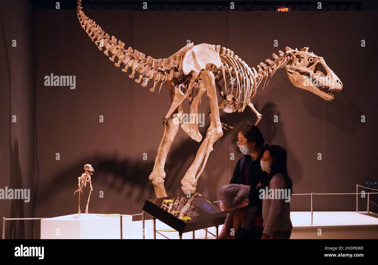 Lythronax argestes’ hi-res stock photography and images - Alamy