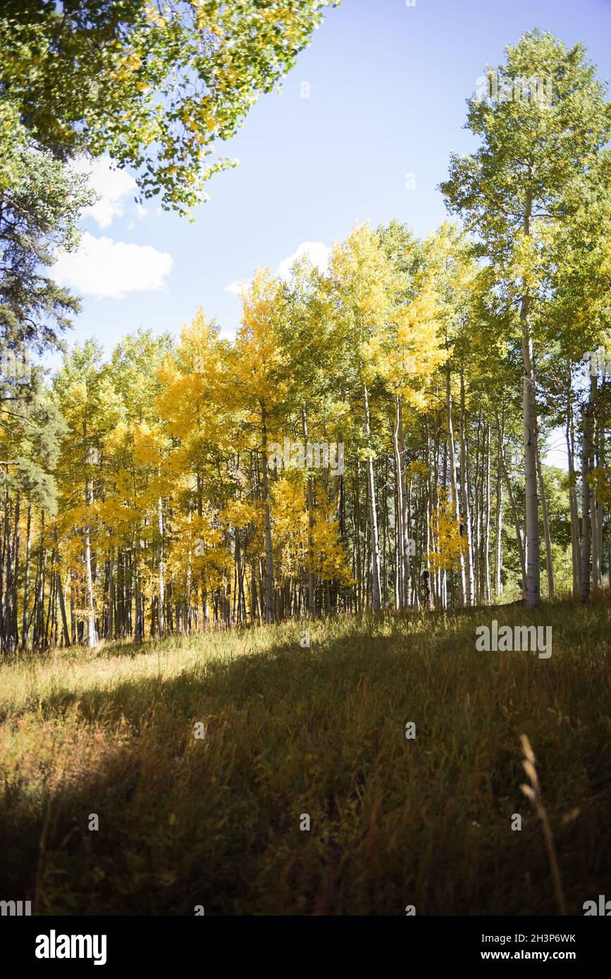 Fall foliage on Vail Mountain in Vail, Colorado Stock Photo - Alamy