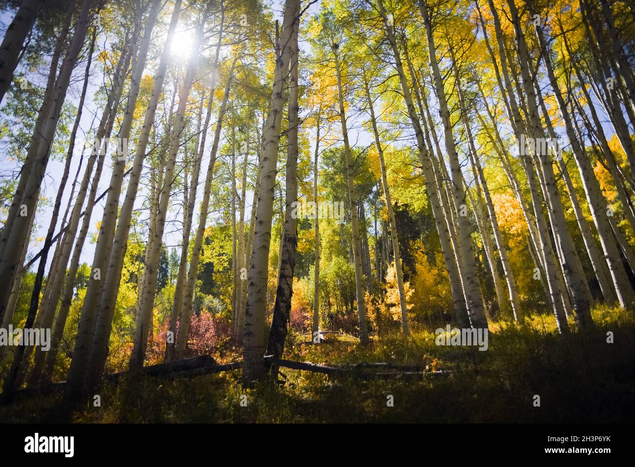 Fall foliage on Vail Mountain in Vail, Colorado Stock Photo - Alamy