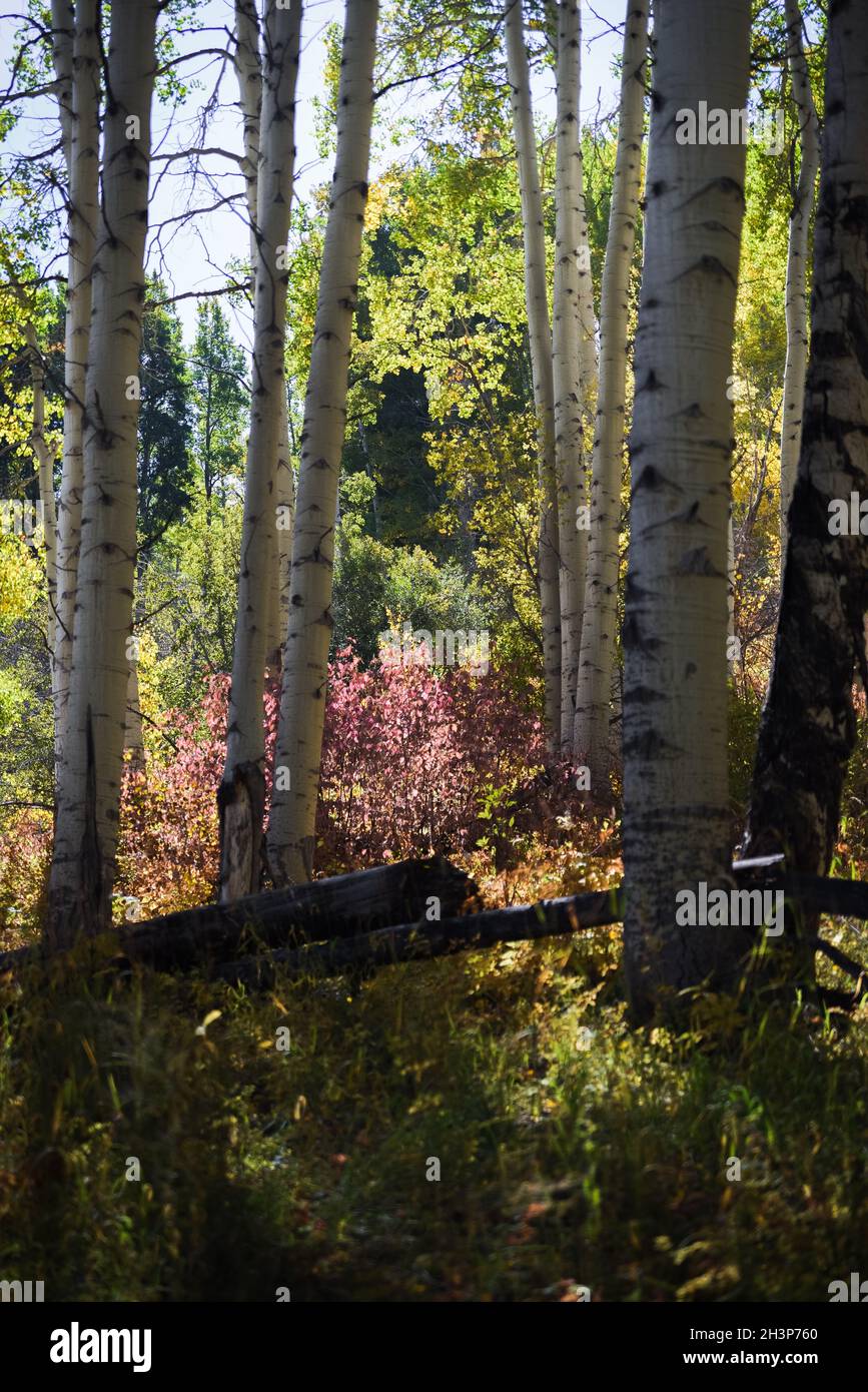Fall foliage on Vail Mountain in Vail, Colorado Stock Photo - Alamy