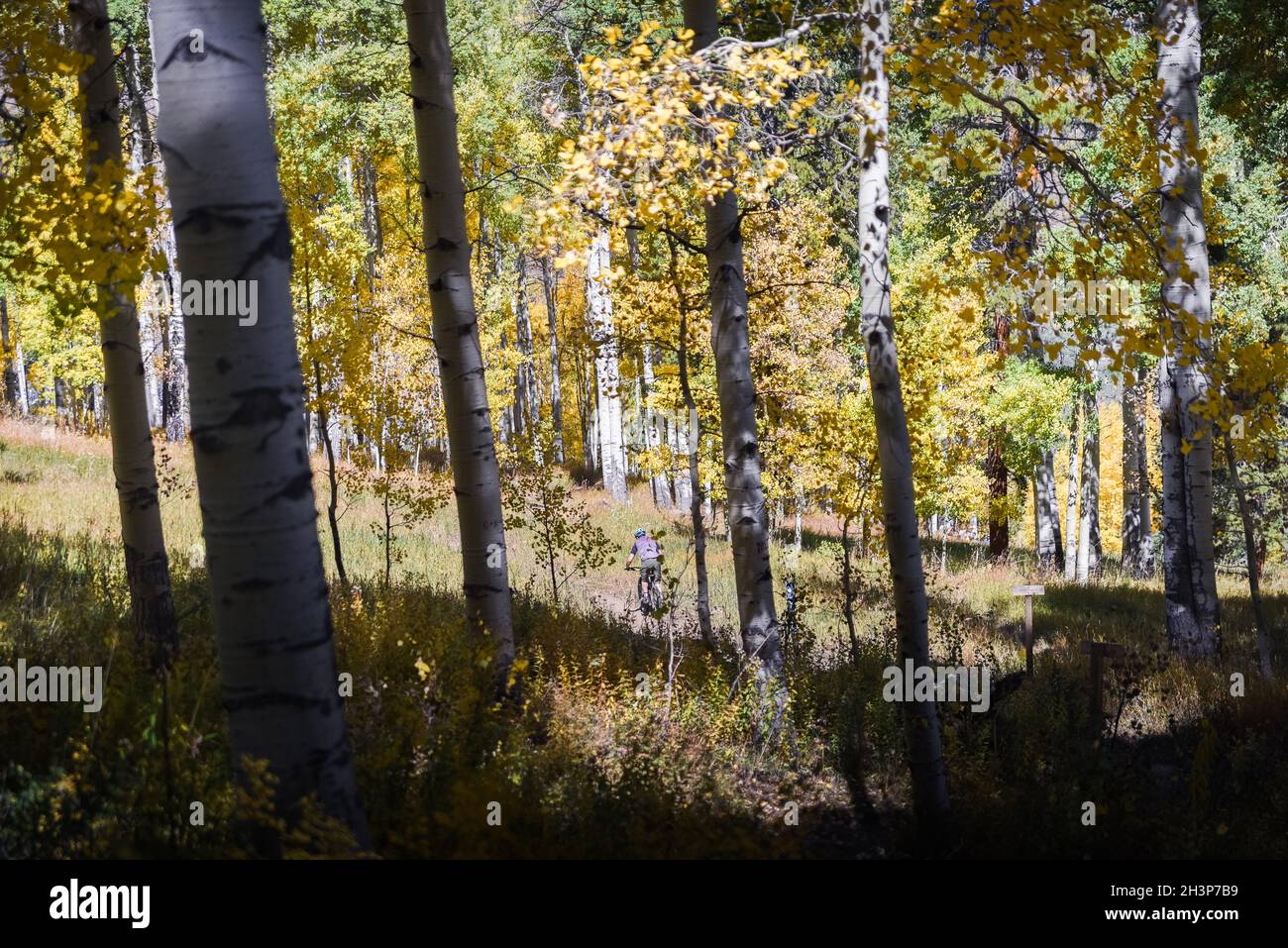 Fall foliage on Vail Mountain in Vail, Colorado Stock Photo - Alamy
