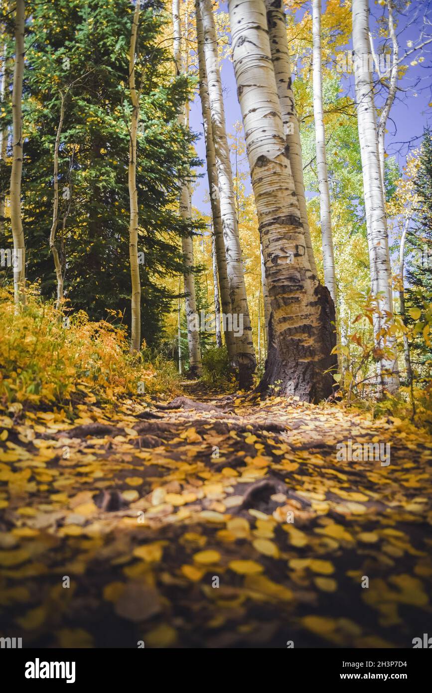 Fall foliage on Vail Mountain in Vail, Colorado Stock Photo - Alamy