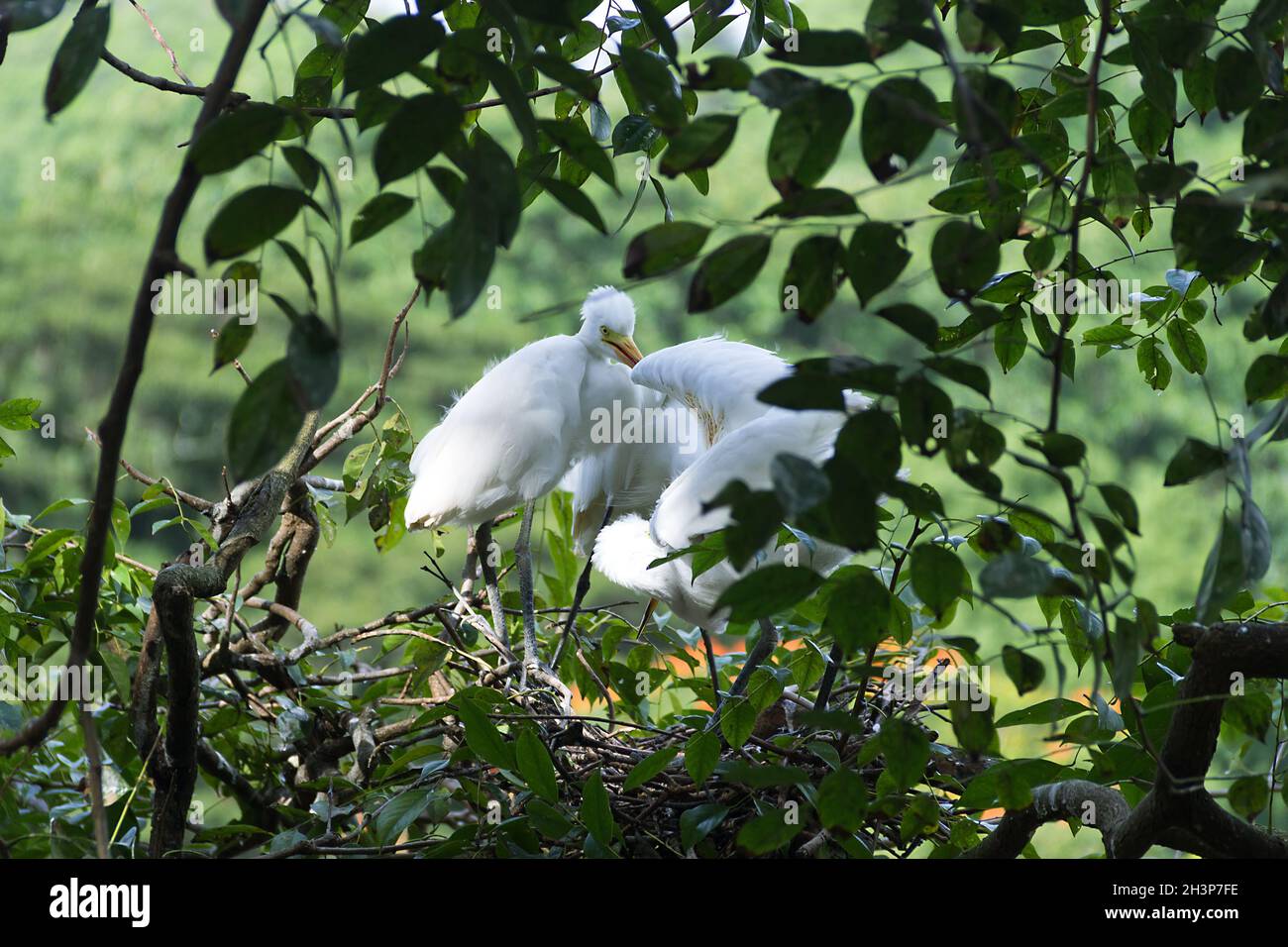 Intermediate egret (Egretta intermedia Stock Photo - Alamy