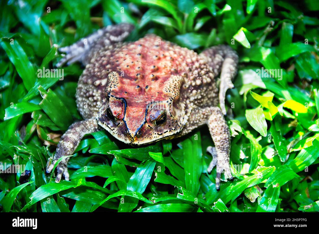 Ferguson's toad (Bufo fergusonii) in past Schneider's (dwarf) toad ...