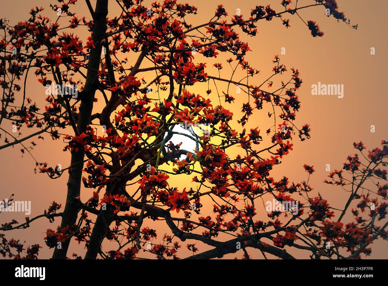 Butea frondosa is a popular traditional Indian medicinal tree Stock ...