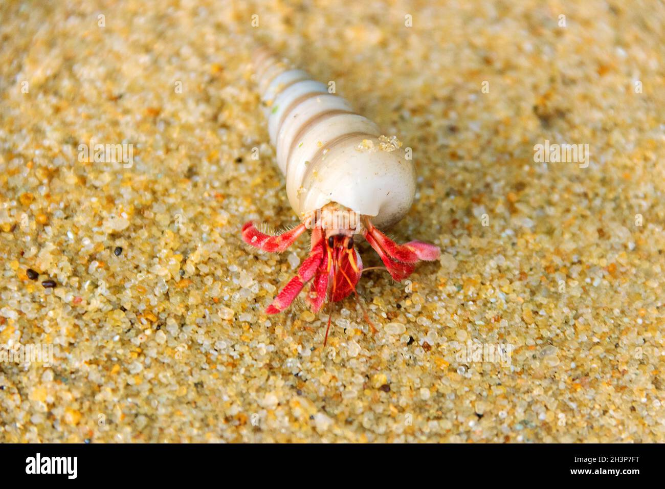 Hermit or diogenes crab in a beautiful gastropod shell Stock Photo - Alamy