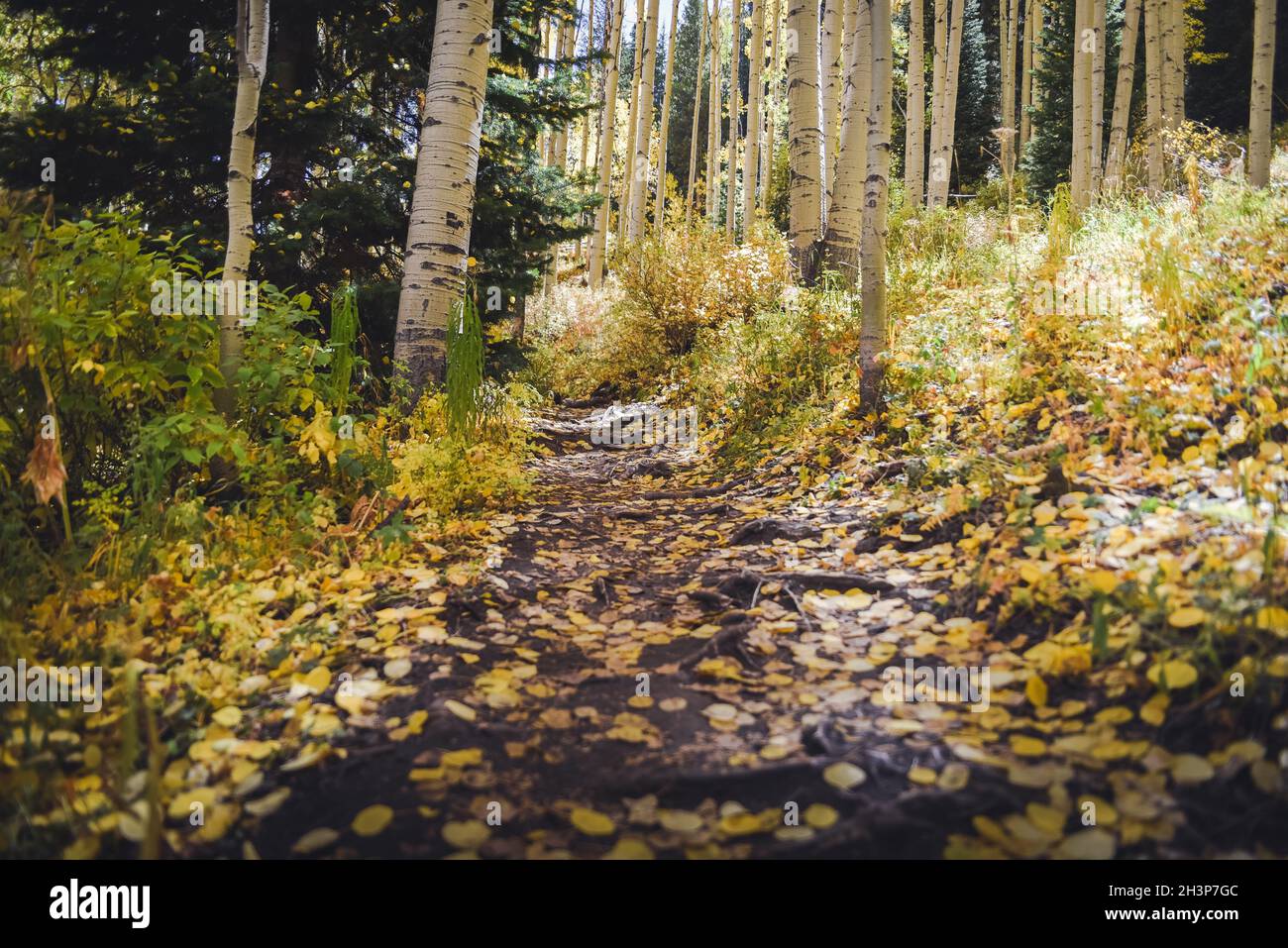 Fall foliage on Vail Mountain in Vail, Colorado Stock Photo - Alamy
