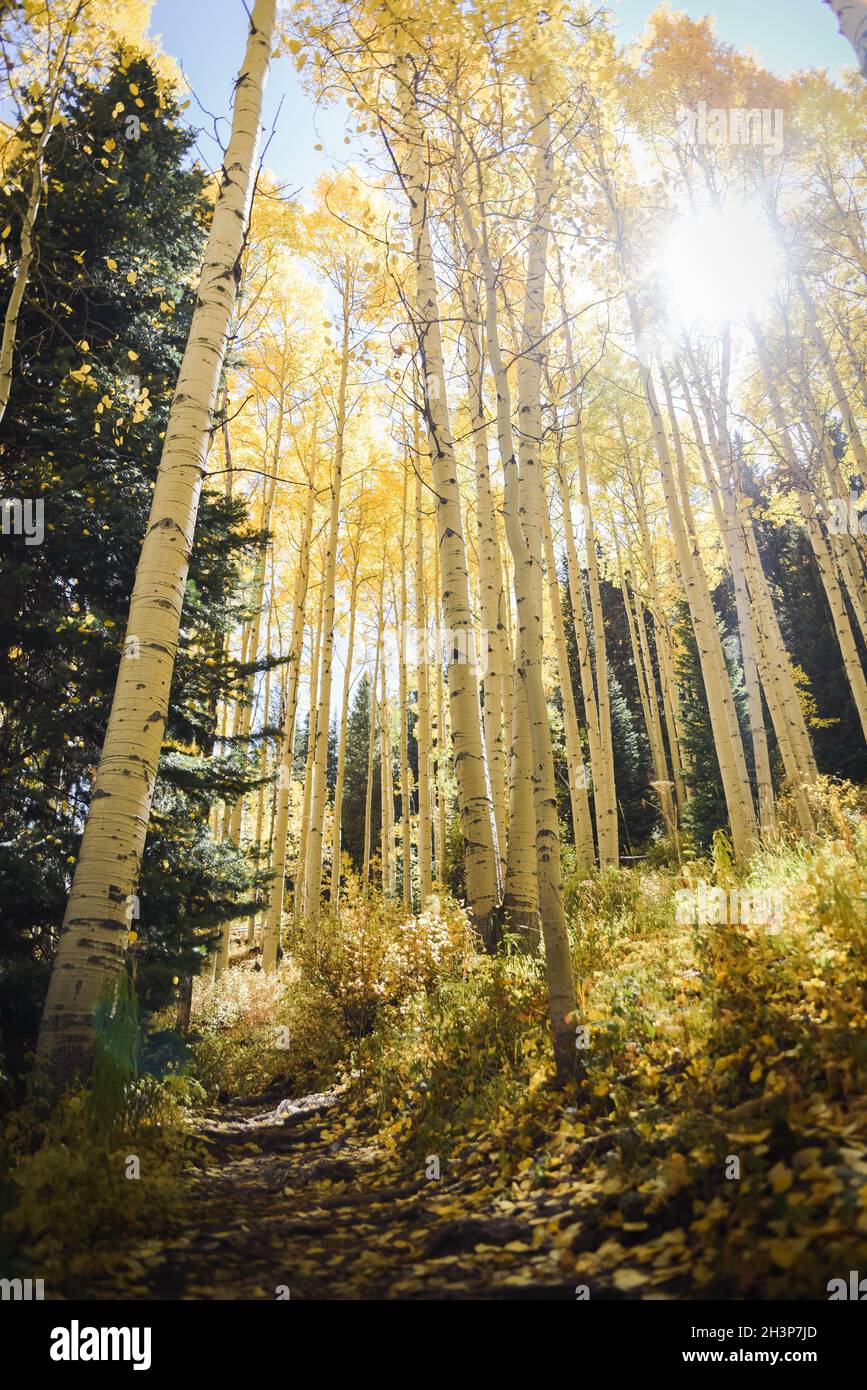 Fall foliage on Vail Mountain in Vail, Colorado Stock Photo - Alamy