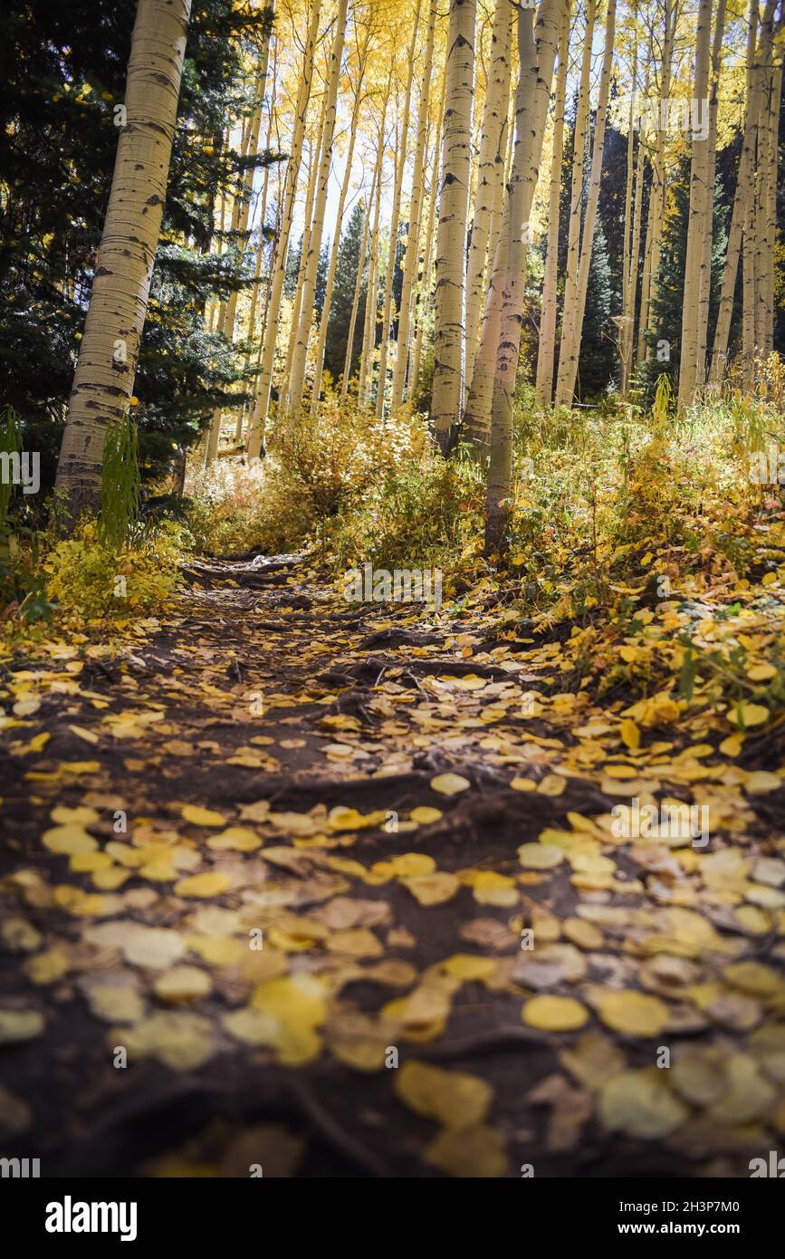 Fall foliage on Vail Mountain in Vail, Colorado Stock Photo - Alamy