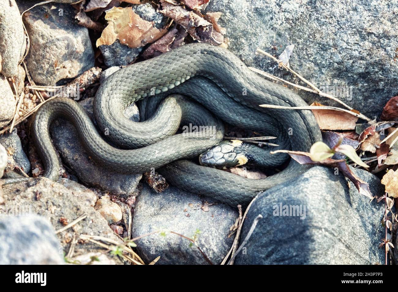 Common Grass-snake (Natrix natrix) from East Baltic sea Stock Photo - Alamy