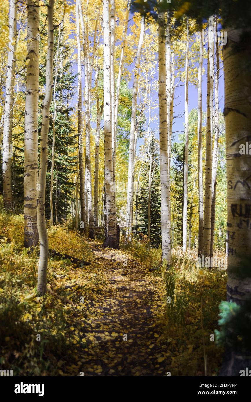 Fall foliage on Vail Mountain in Vail, Colorado Stock Photo - Alamy