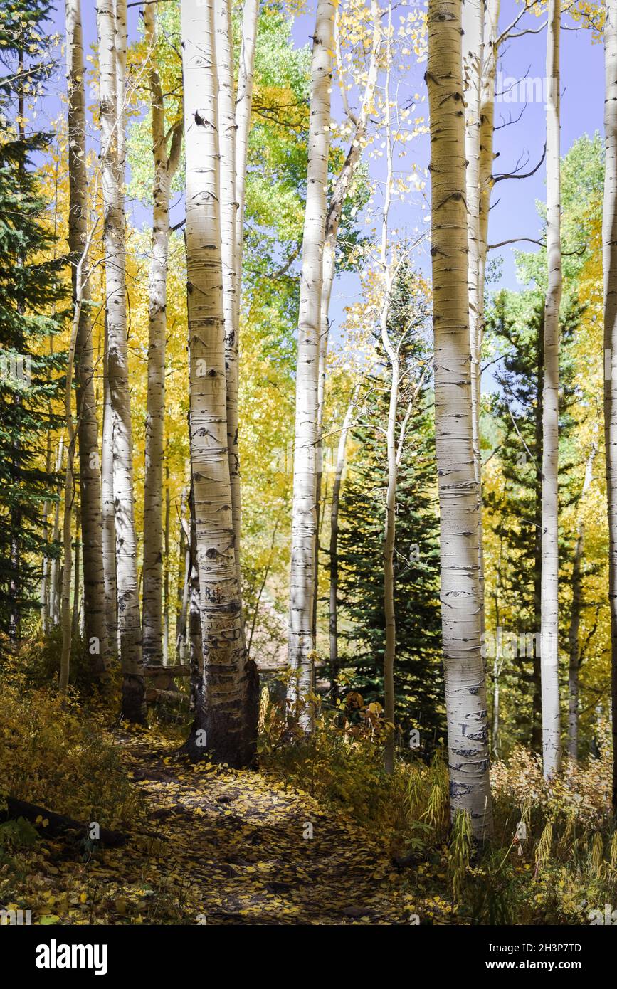 Fall foliage on Vail Mountain in Vail, Colorado Stock Photo - Alamy