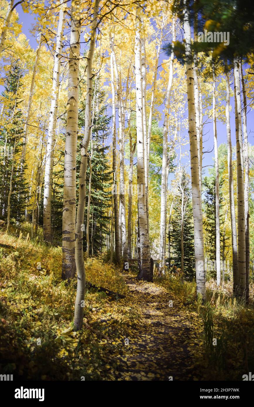 Fall foliage on Vail Mountain in Vail, Colorado Stock Photo - Alamy