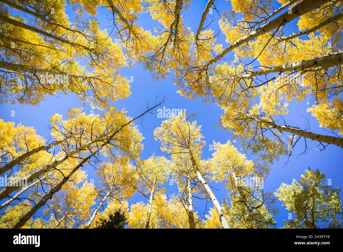 Fall foliage on Vail Mountain in Vail, Colorado Stock Photo - Alamy