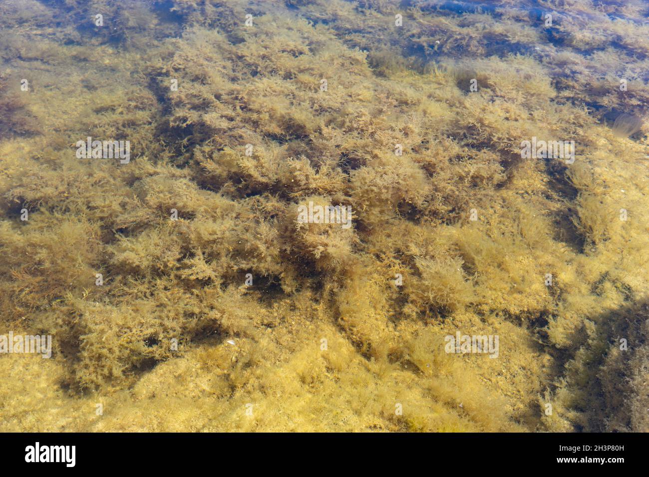Natural background with a view of algae under water Stock Photo - Alamy