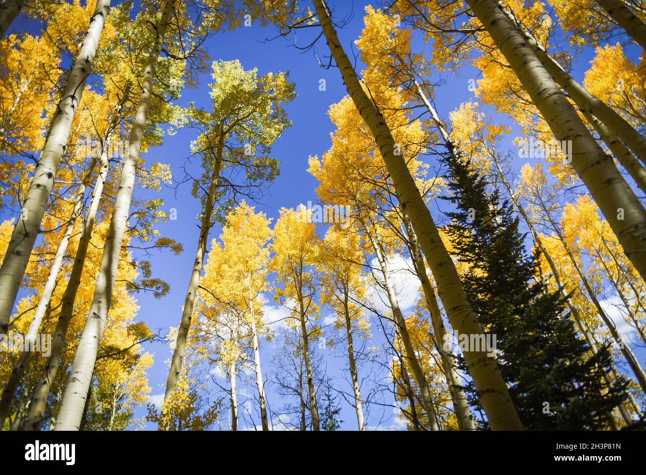 Fall foliage on Vail Mountain in Vail, Colorado Stock Photo - Alamy