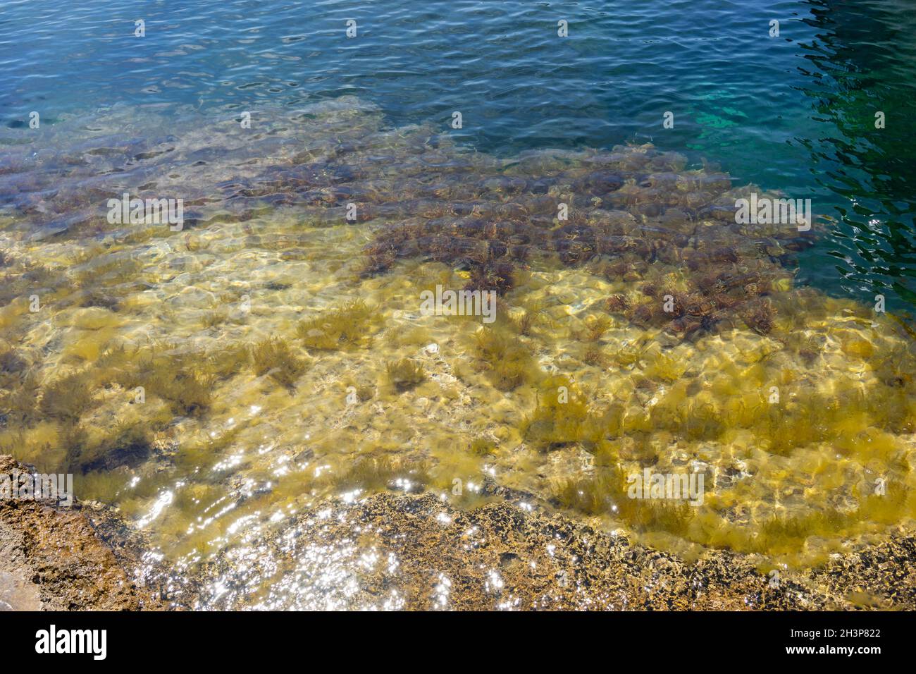 Natural background with a view of algae under water Stock Photo - Alamy