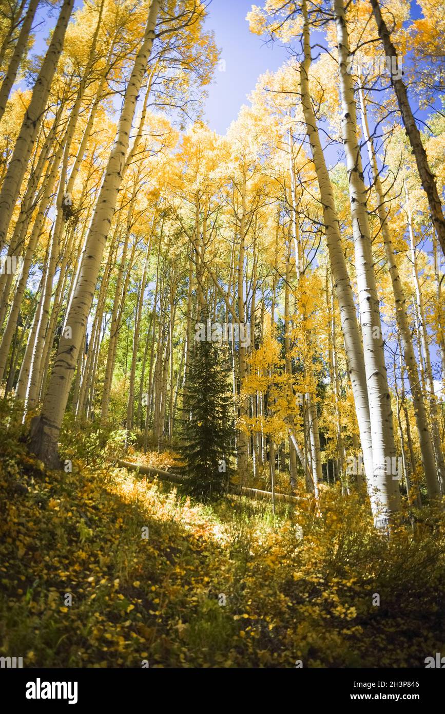 Fall foliage on Vail Mountain in Vail, Colorado Stock Photo - Alamy