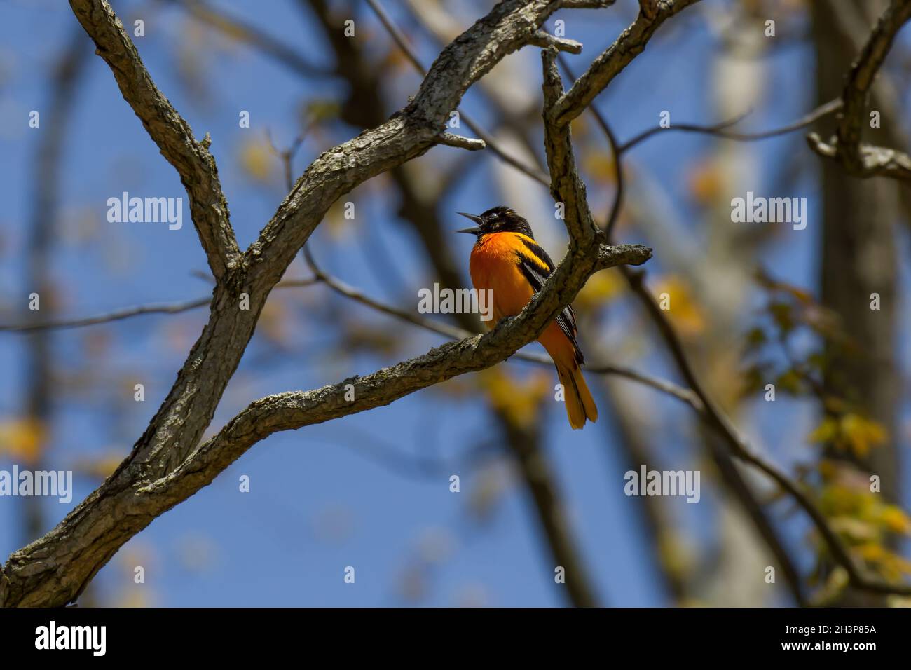 Male Baltimore Oriole singing in a tree Stock Photo - Alamy