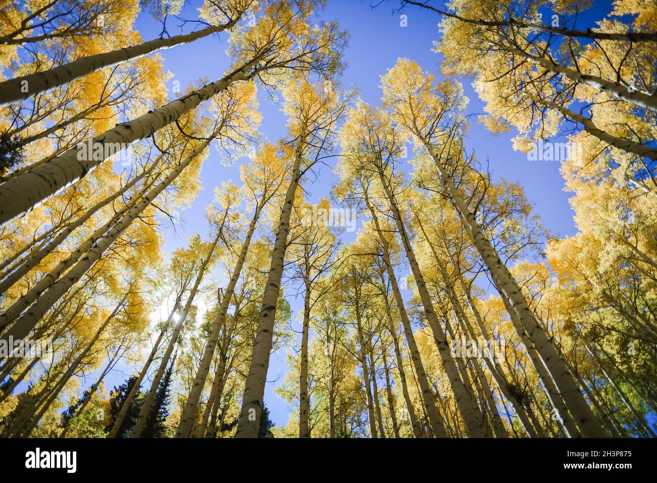 Fall foliage on Vail Mountain in Vail, Colorado Stock Photo - Alamy