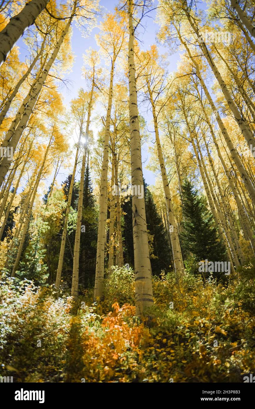 Fall foliage on Vail Mountain in Vail, Colorado Stock Photo - Alamy