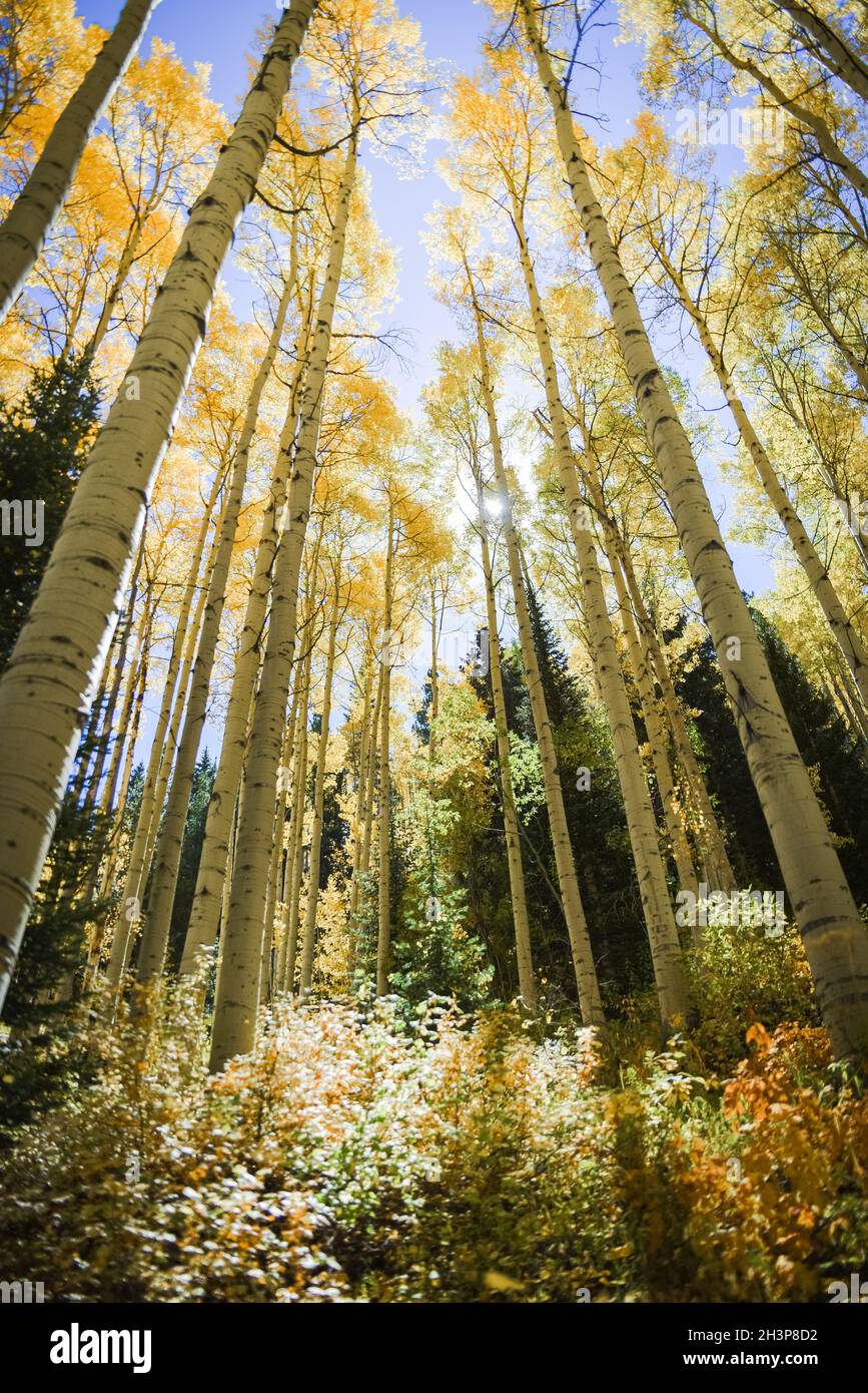Fall foliage on Vail Mountain in Vail, Colorado Stock Photo - Alamy