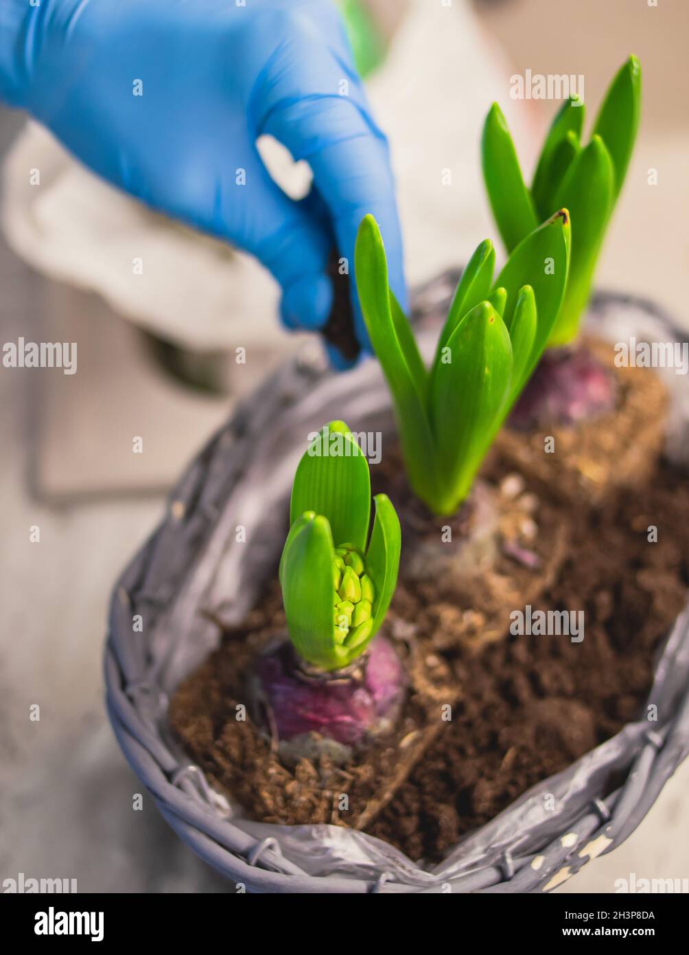 Female gardening, replants and transplanting flower plant bulbs in a ...