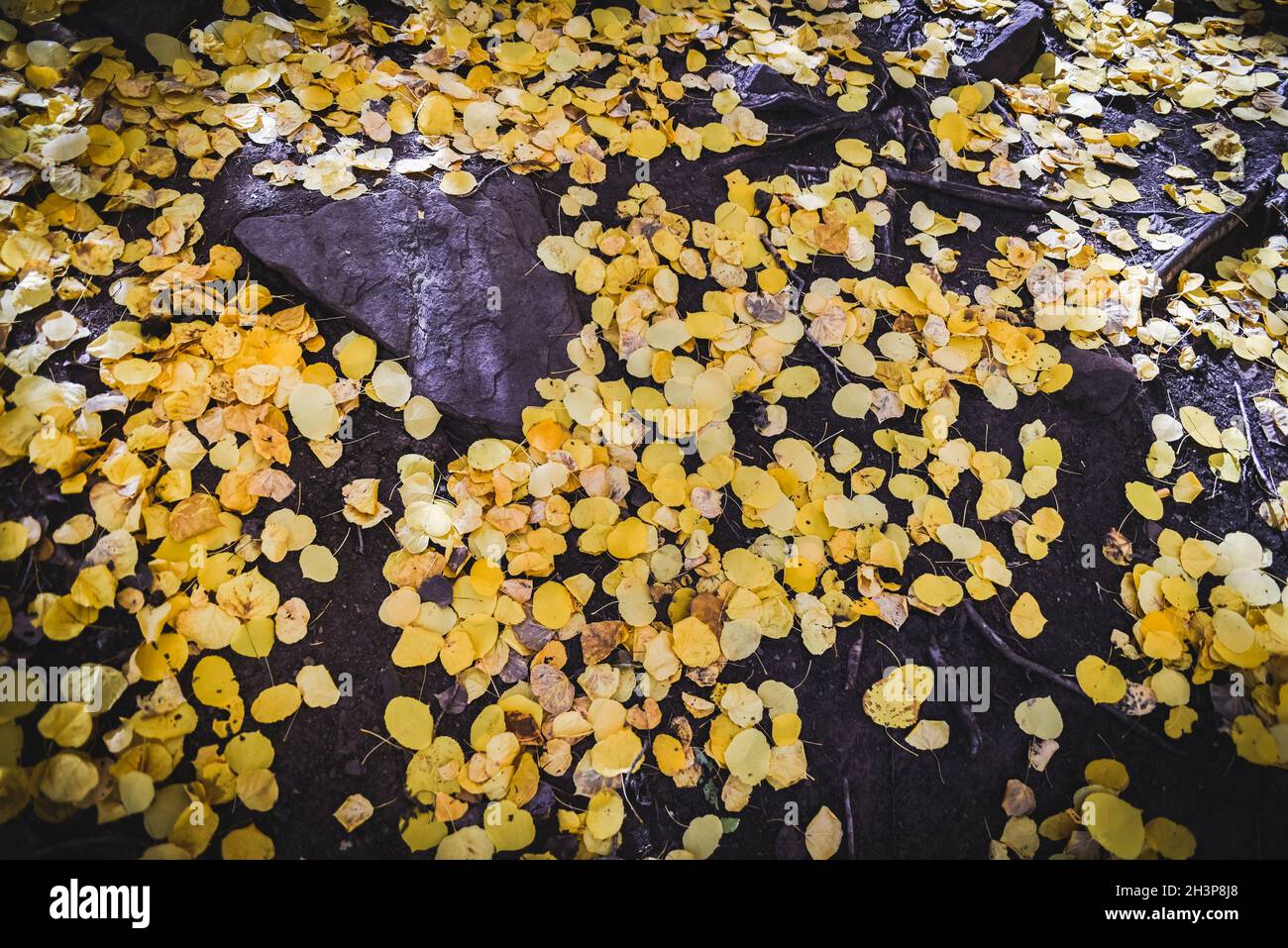 Fall foliage on Vail Mountain in Vail, Colorado Stock Photo - Alamy