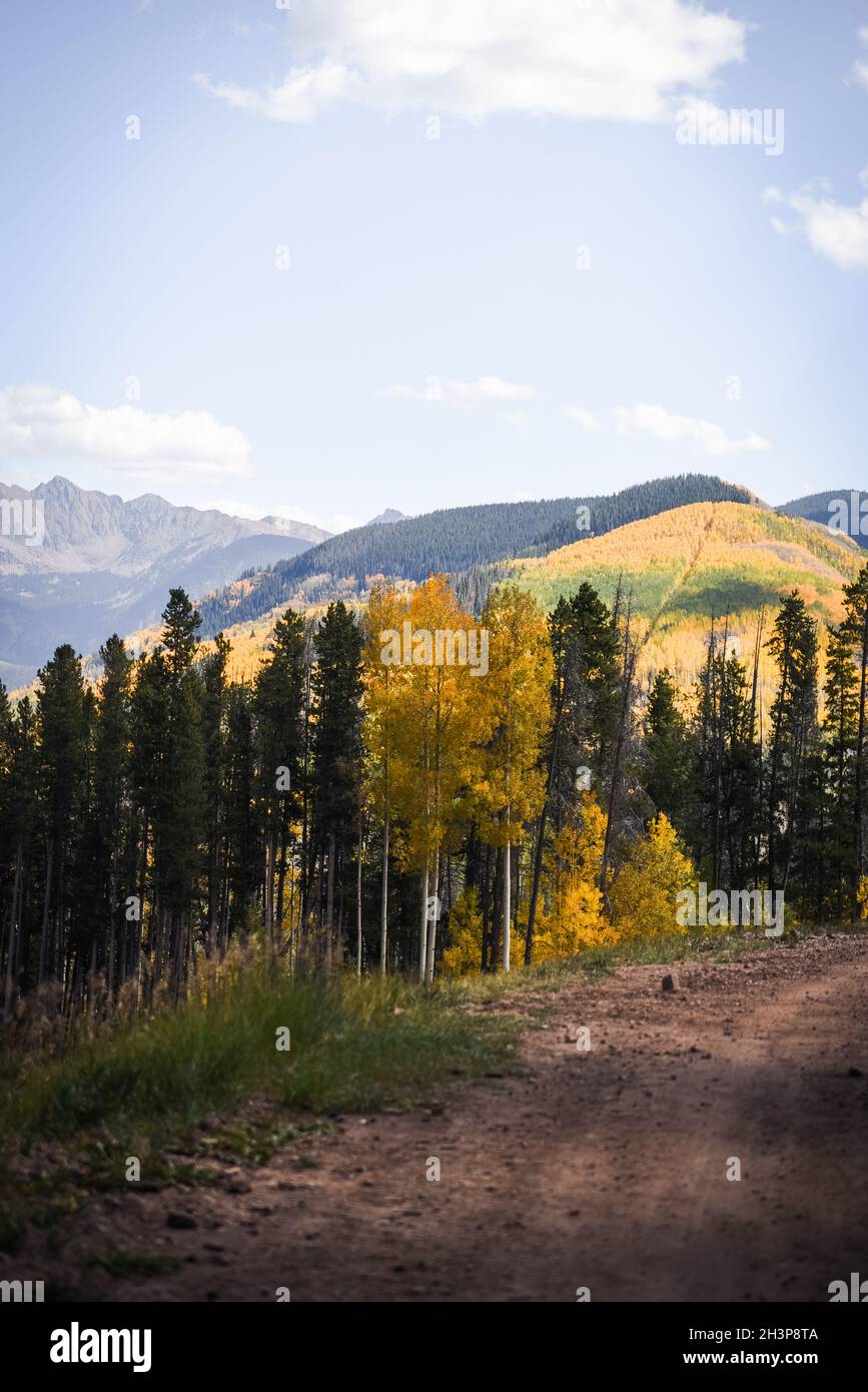 Fall foliage on Vail Mountain in Vail, Colorado Stock Photo - Alamy