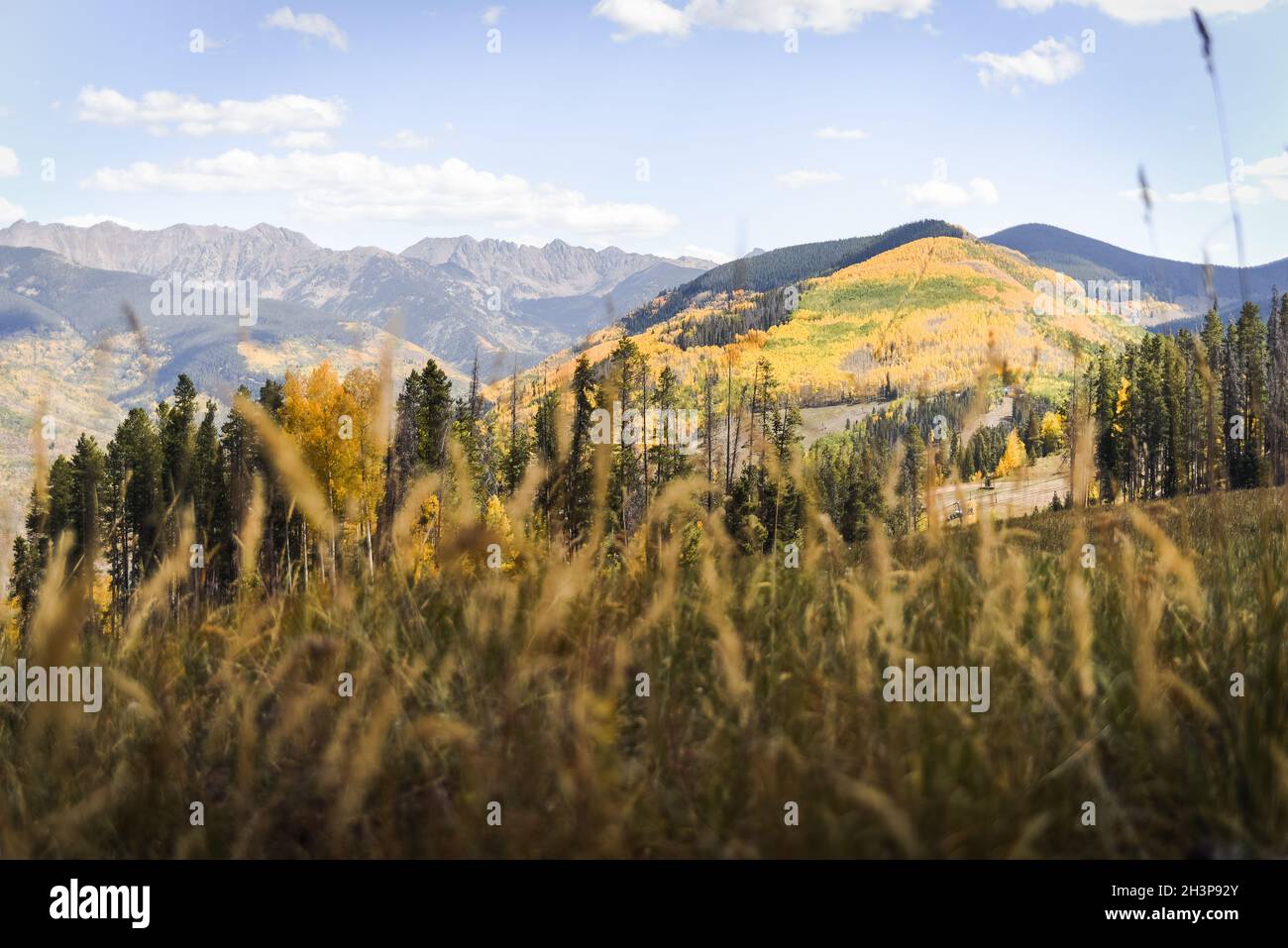 Fall foliage on Vail Mountain in Vail, Colorado Stock Photo - Alamy
