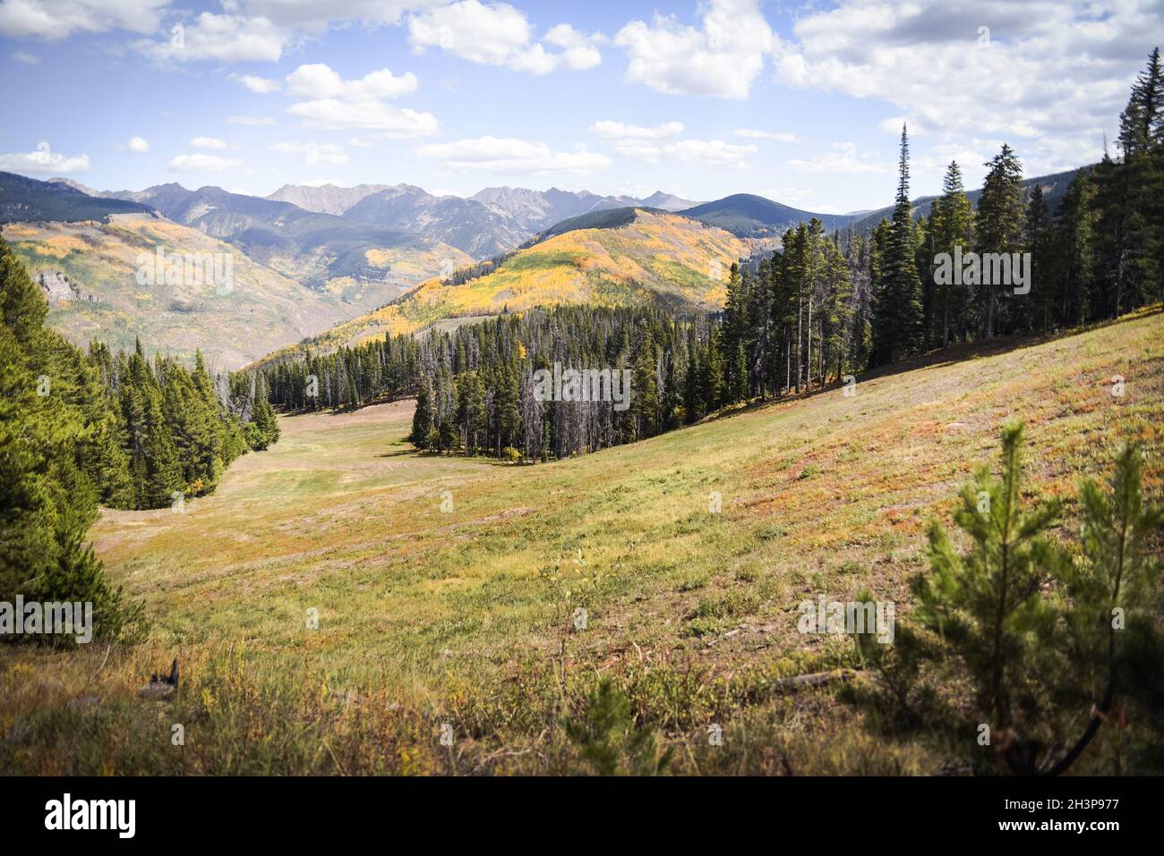 Fall foliage on Vail Mountain in Vail, Colorado Stock Photo - Alamy