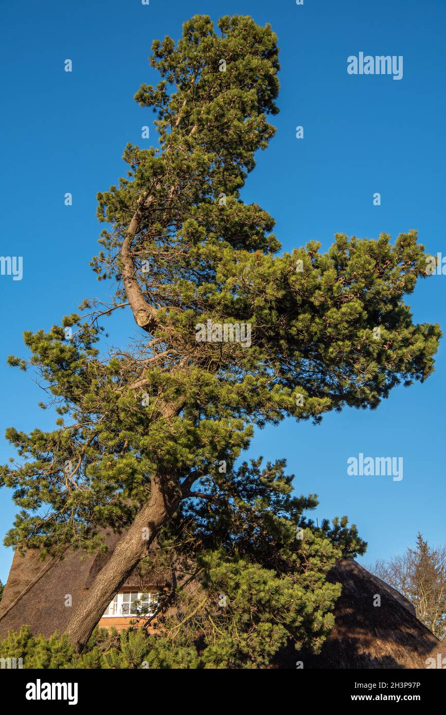 Branching pine tree hi-res stock photography and images - Alamy